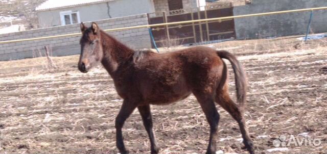 2 кабылы 4 года и 10месяцев