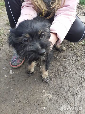 Отдам щенка в добрые руки.Мама ризеншнауцер,папа д