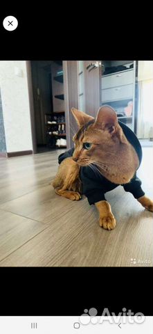Аббисинский кот вязка