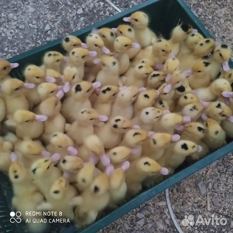Мулард (Франция) опт и розница