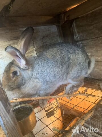 Крольчиха