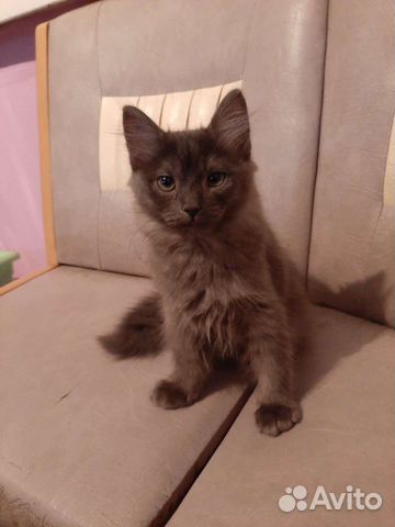 Котёнок помесь британец