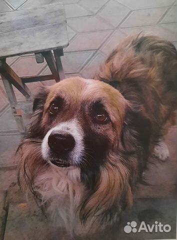 Дворовый пёс