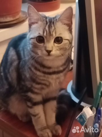 Прелестная кошечка потеряшка ищет хозяина