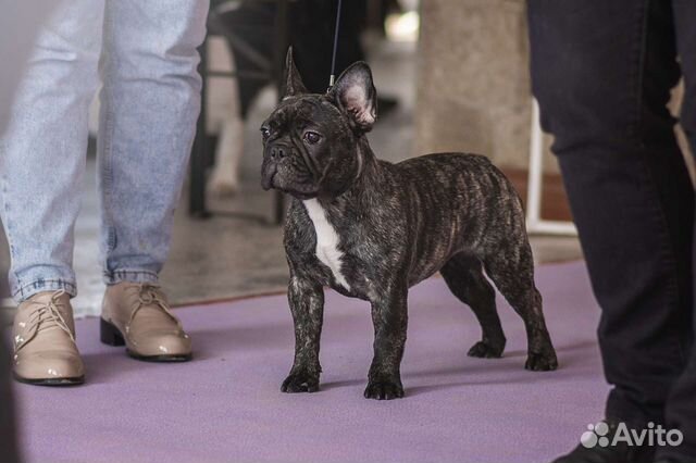 Французский бульдог