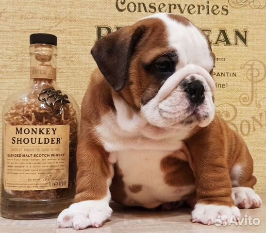 Элитный мальчик - английский бульдог