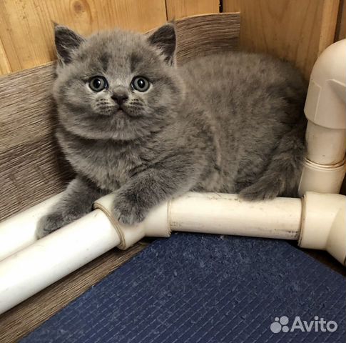 Шотландские котята