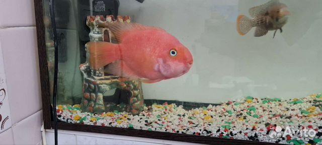 Аквариумные рыбки