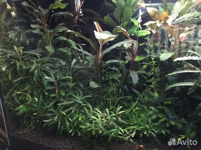 Буцефаландры