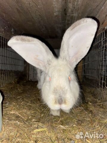 Кролики мясных пород