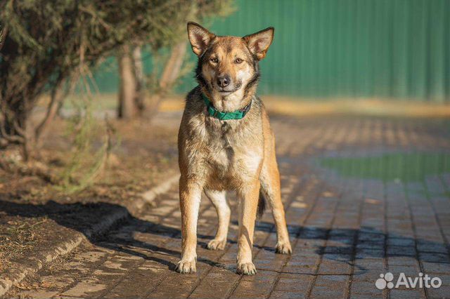 Золотая Шанс ищет дом