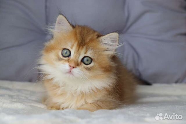 Британские котята золотая шиншилла