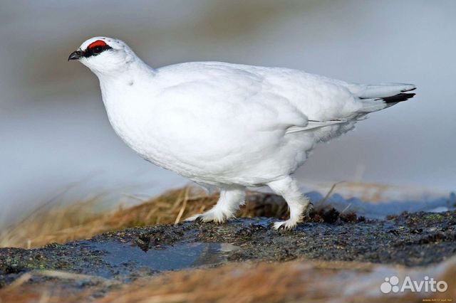 Белая куропатка