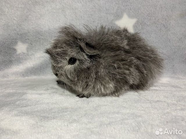 Морская свинка перуанец мальчик шиншилловый
