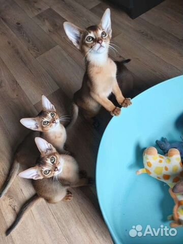 Абиссинские котята