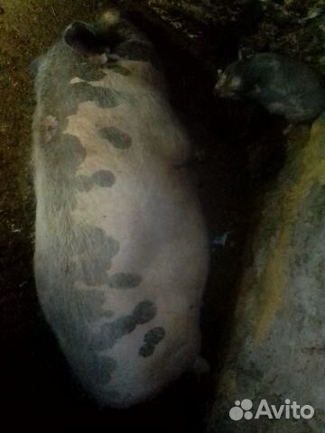 Вьетнамские свиньи