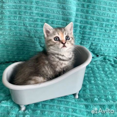 Котенок