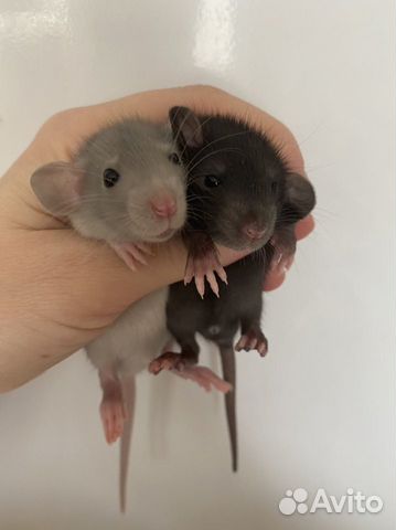 Крысята дамбо