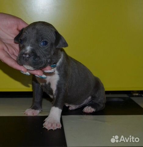 Голубой мальчик стафф