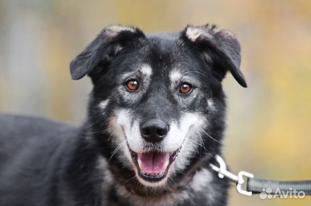 Собака Лея в добрые руки