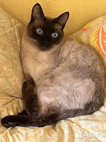 Тайский котик