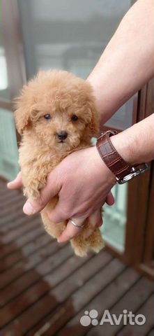 Микро Мальтипу