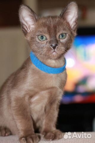 Котята Европейская Бурма