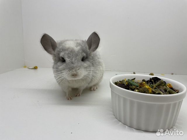 Белый вильсон на нф50