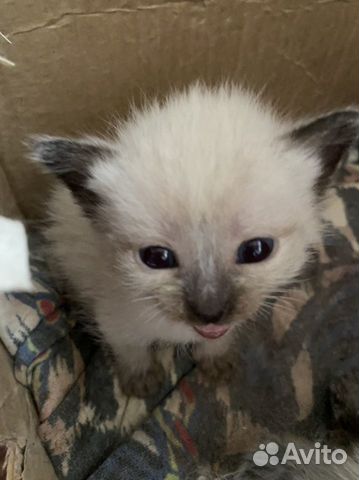 Продам сиамских котят, 2 девочки 3 мальчика