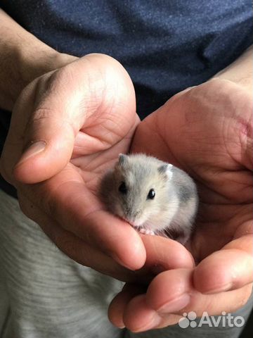 Джунгарский хомяк