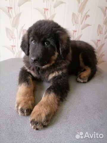 Щенки - банхарчики