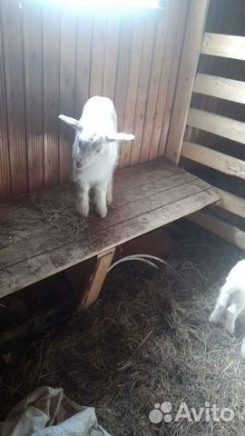 Козел зааненский