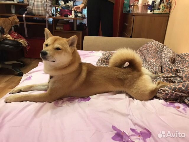 Кобель сиба ину для вязки ищет невесту