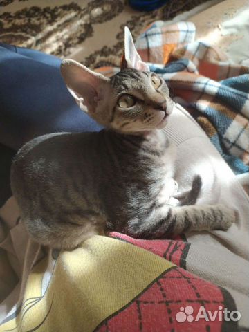 Донской сфинкс браш котята