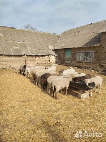 Ярки,овцы,бараны