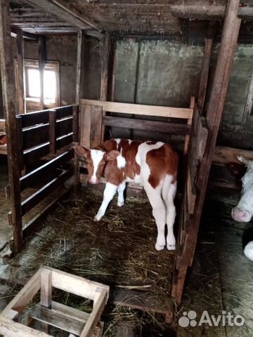 Телята бычки