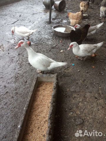 Мускусные утки