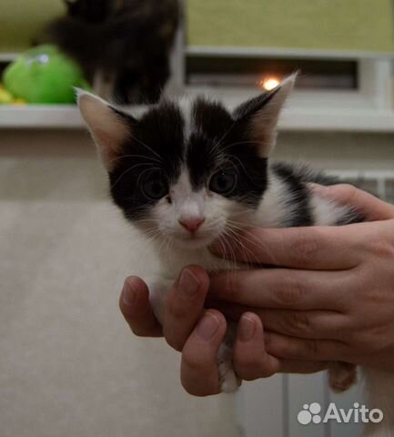 Котенок.Девочка.2 месяца