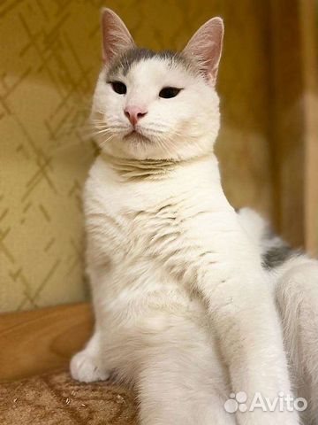 Котик в добрые руки
