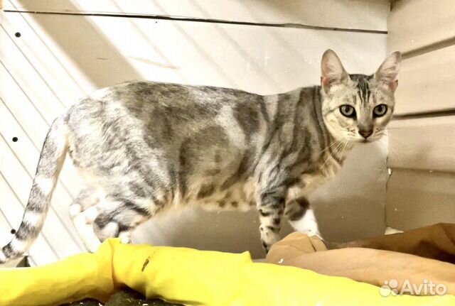 Бенгальская серебро в разведение или пет