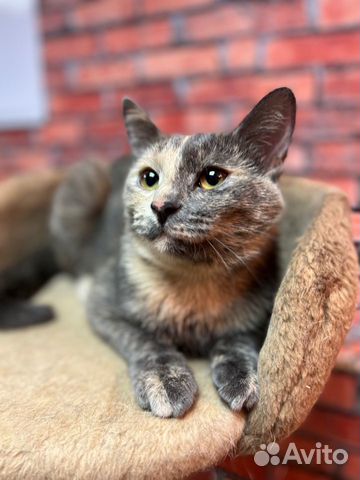 Котенок девочка Ширли 8 мес