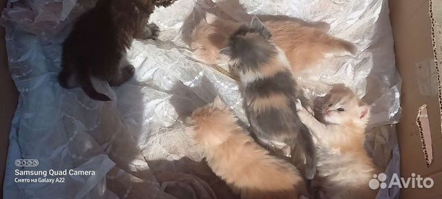 Котята в добрые руки