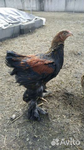 Петух породы Брама куропатчатая