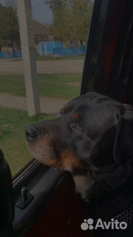 Щенки ротвейлера продажа