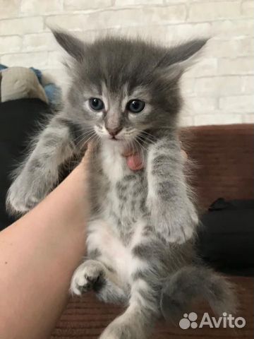 Котята