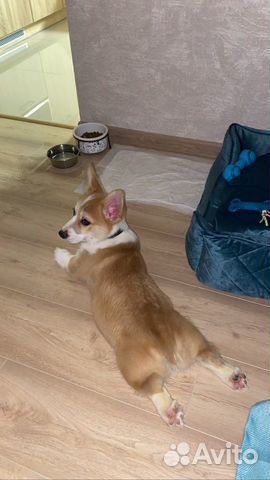 Собака корги щенок коржик