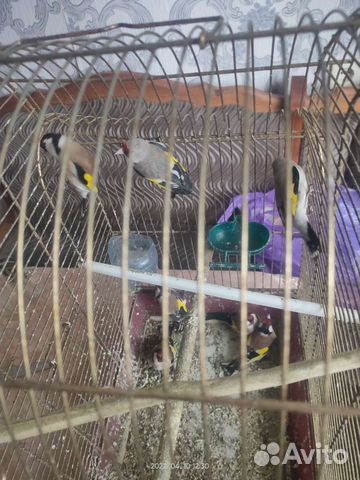 Птица щегол