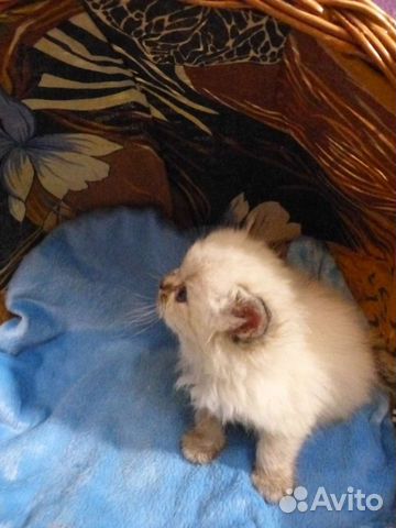 Шотландские котята хайленд