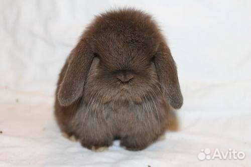 Кролик карликовые минилопы