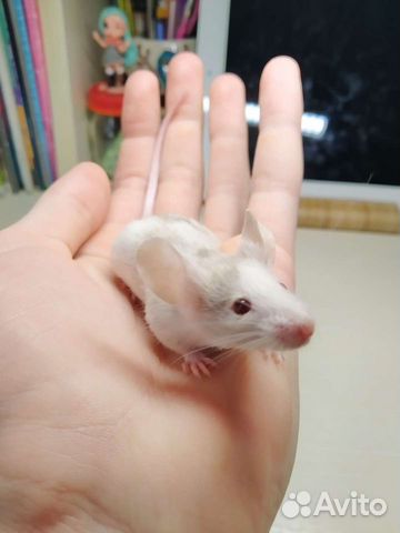 Мышки домашние